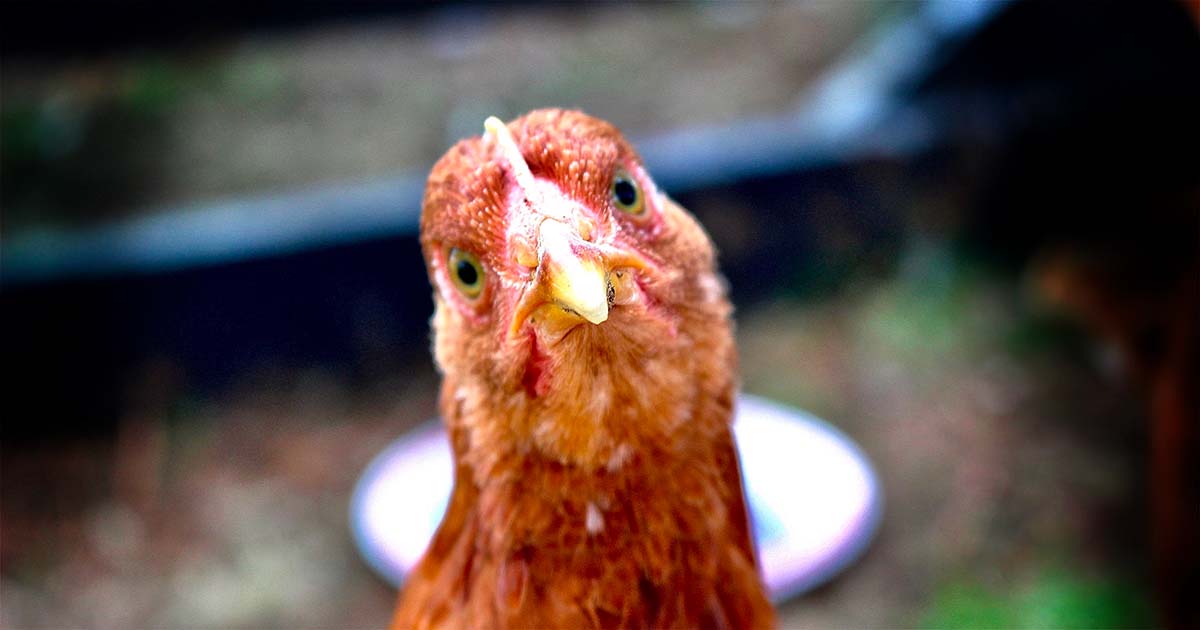 What Chicken Prices Could be Telling Us About the U.S. Economy